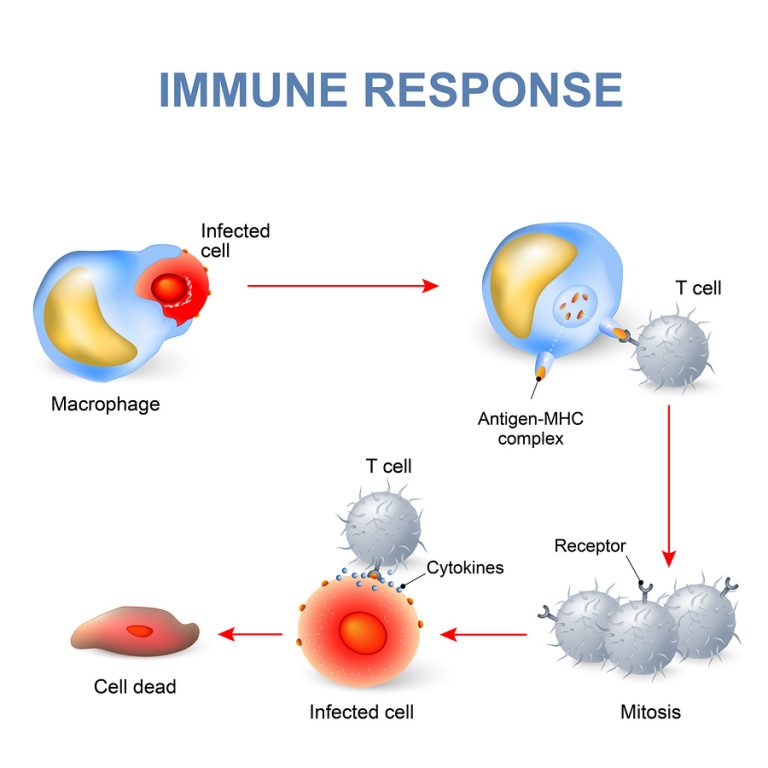 Immune Response - Your body's first line of defense.